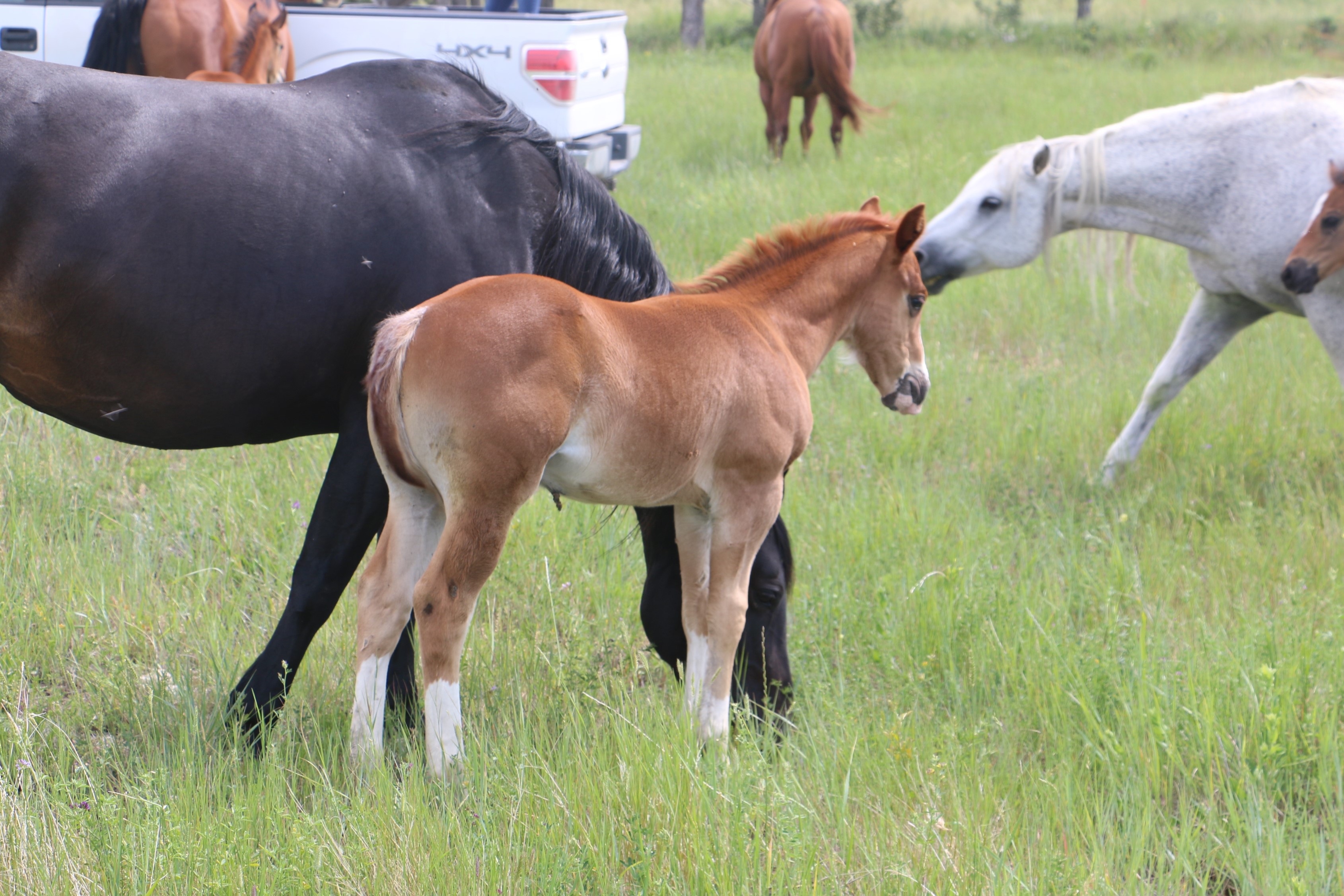 NLD Lonsum Apache | DeBruycker Quarter Horses