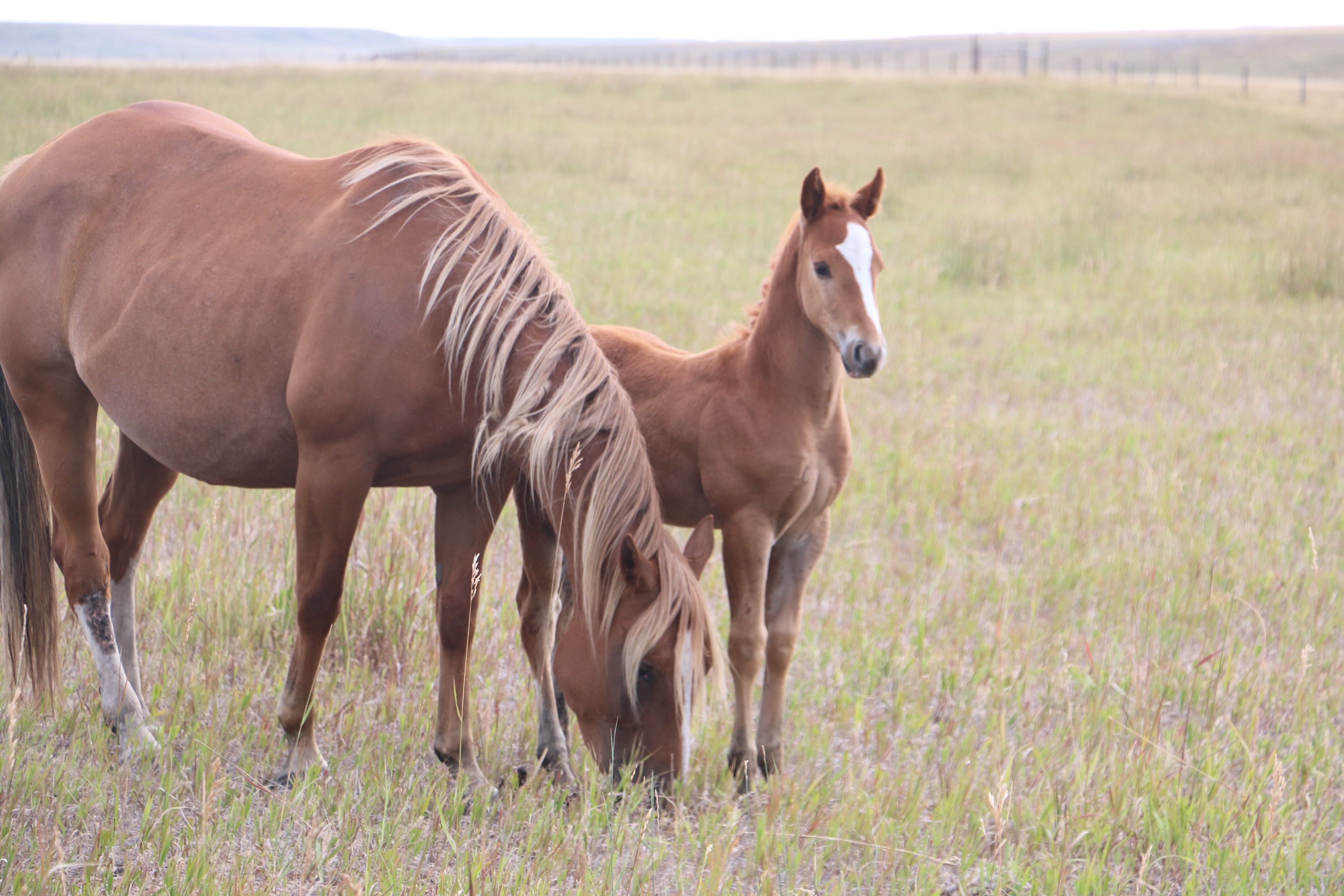 NLD Lonsum Goose | DeBruycker Quarter Horses