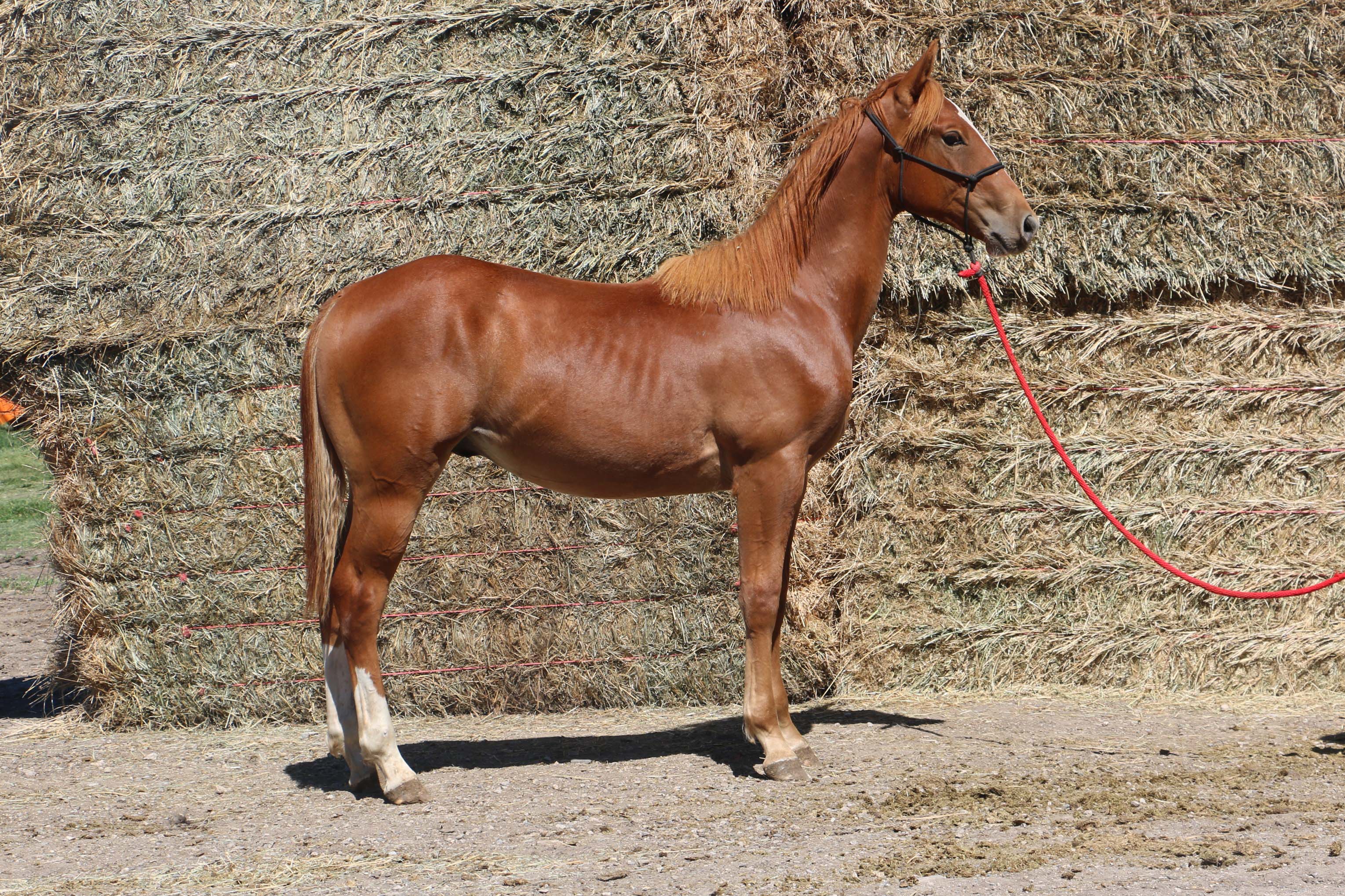 NLD Lonsum Goose | DeBruycker Quarter Horses